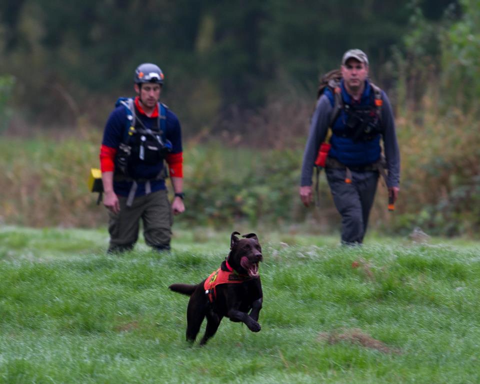 Airscent Search – King County Search Dogs
