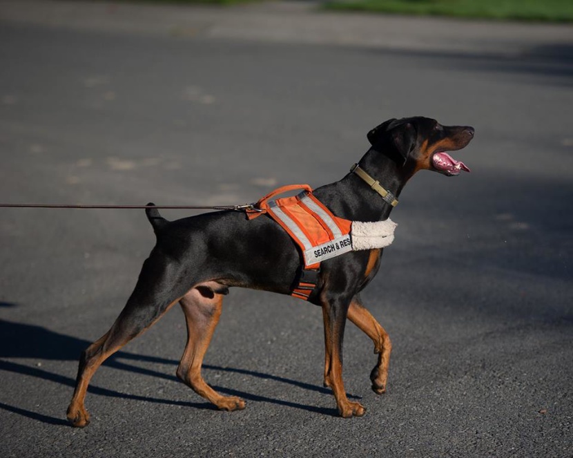 Trailing Search – King County Search Dogs