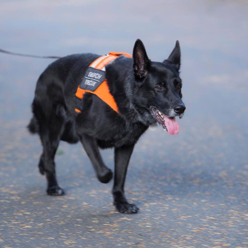 blackdog – King County Search Dogs
