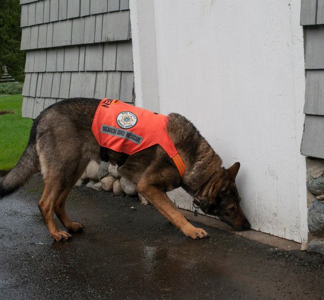 Notes & Notices – King County Search Dogs