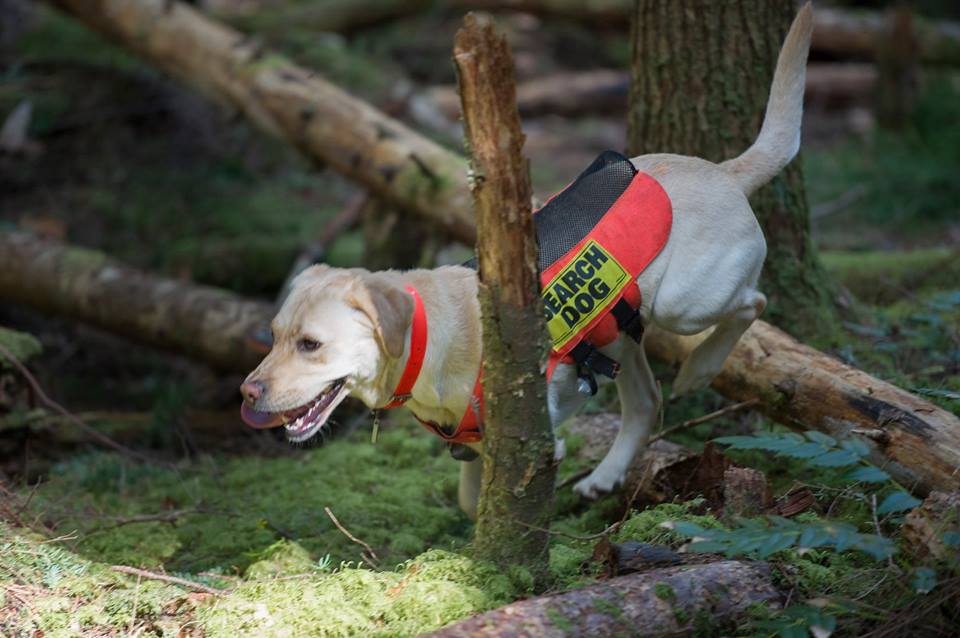 WHAT We Do – King County Search Dogs