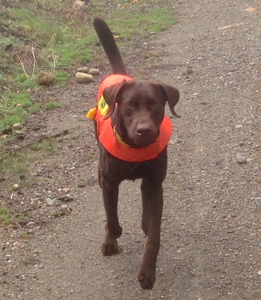 IMG_4076 – King County Search Dogs