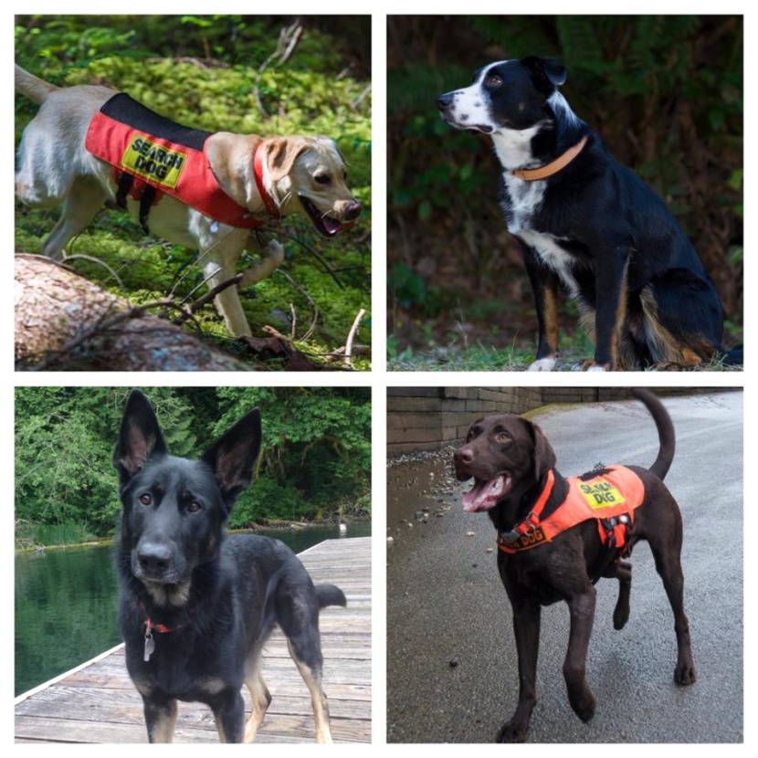 Certified K9 Heros! – King County Search Dogs
