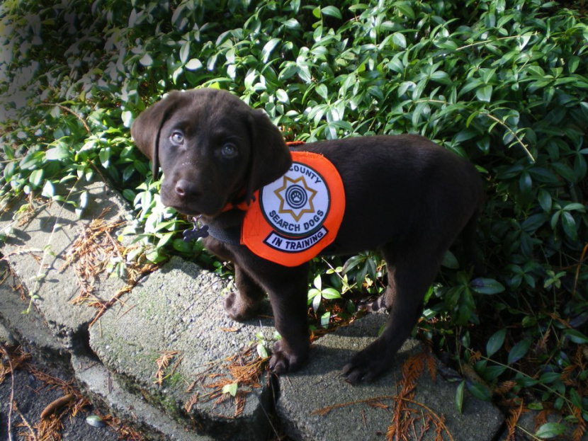Education – King County Search Dogs