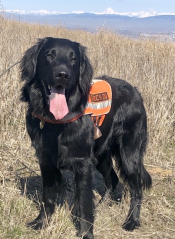 We are still here to help – King County Search Dogs