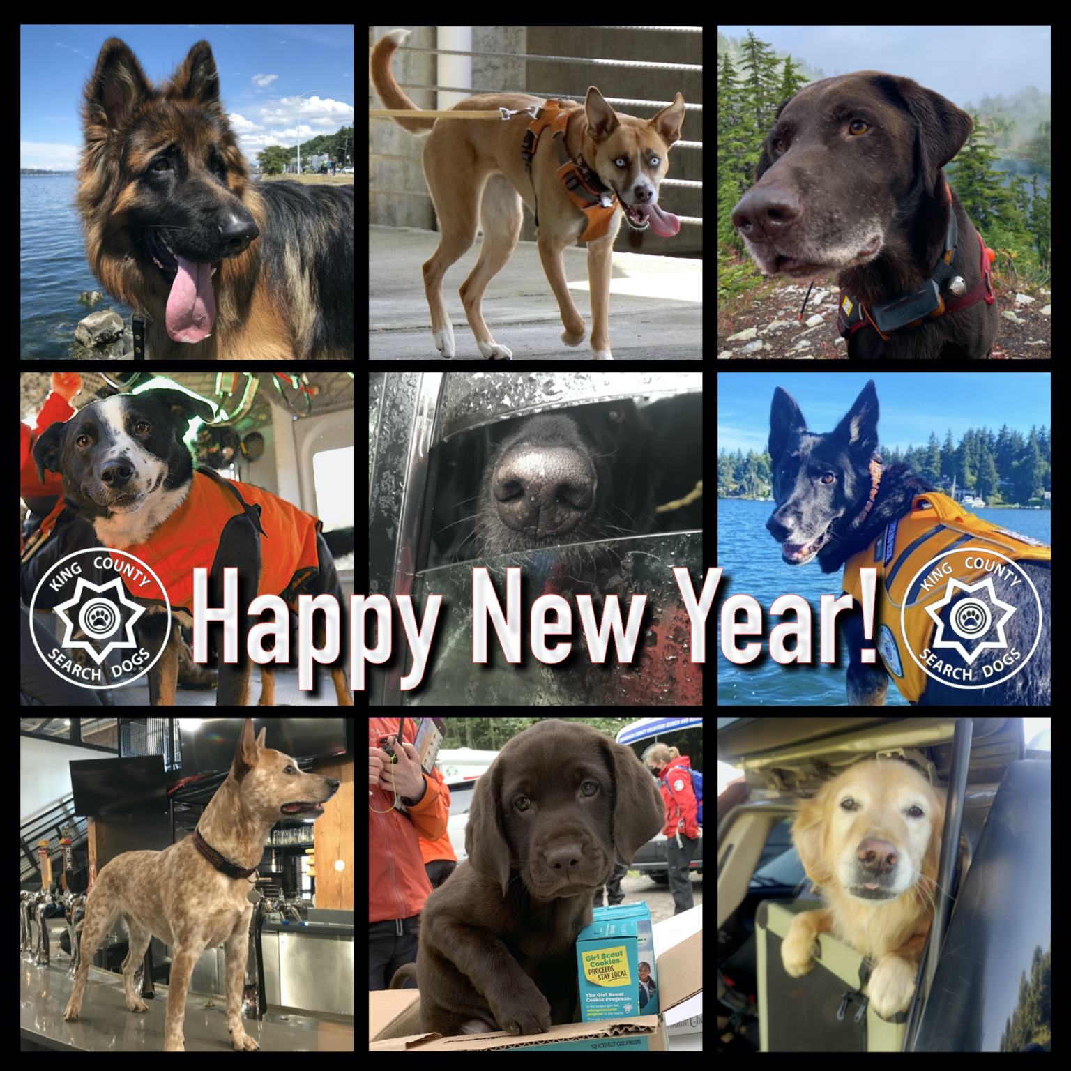 Search Dog – King County Search Dogs