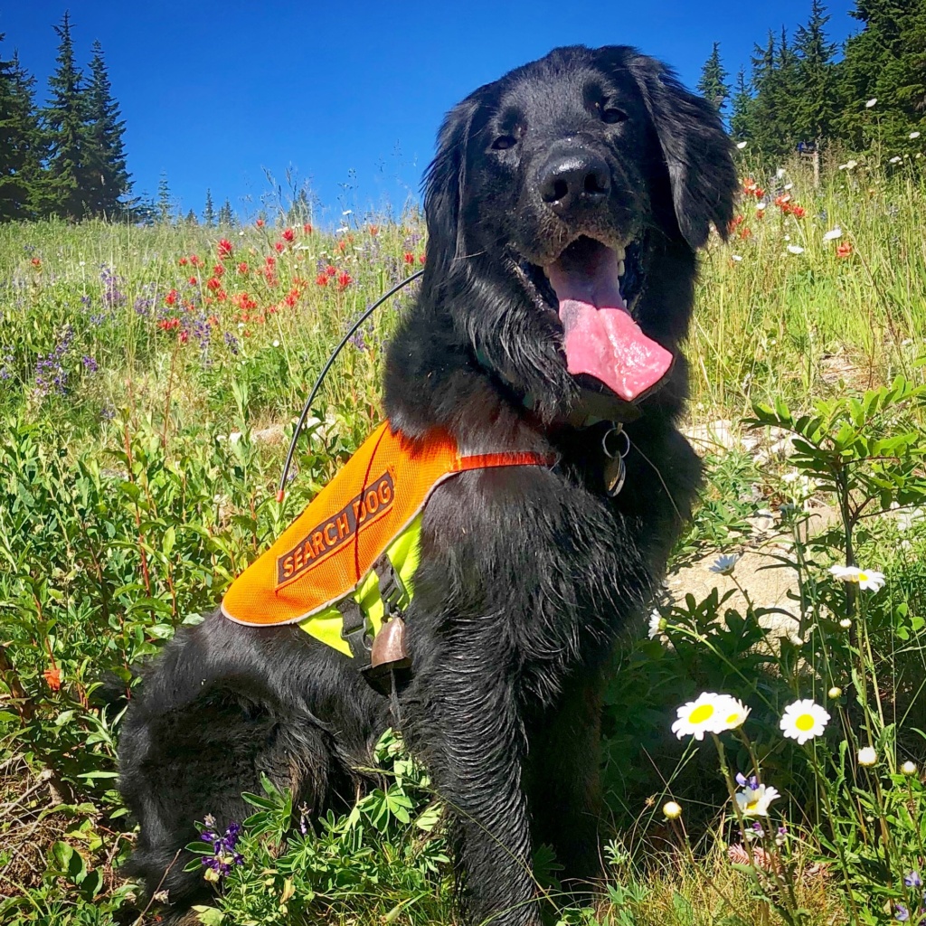 Search Dogs Really Do Save Lives – King County Search Dogs