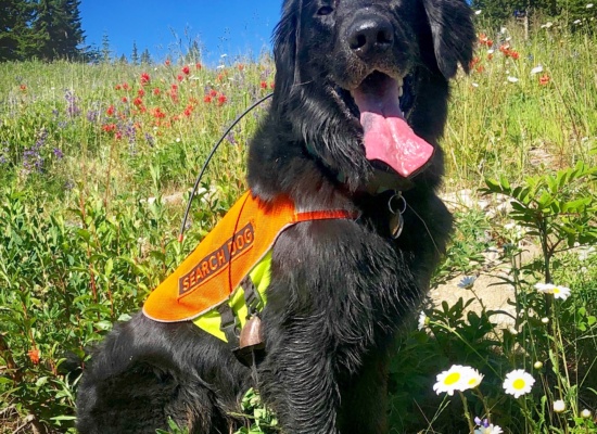 King County Search Dogs – Search Dogs Save Lives!