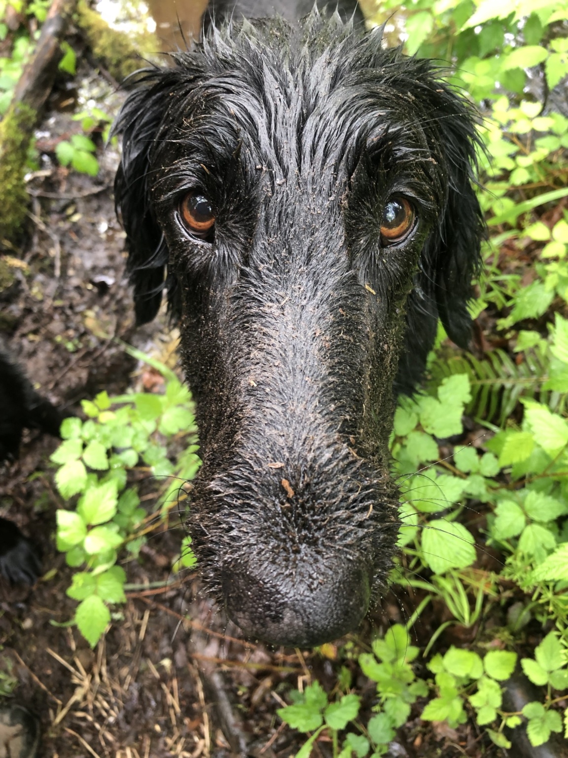 Emmet_inmemoriam – King County Search Dogs